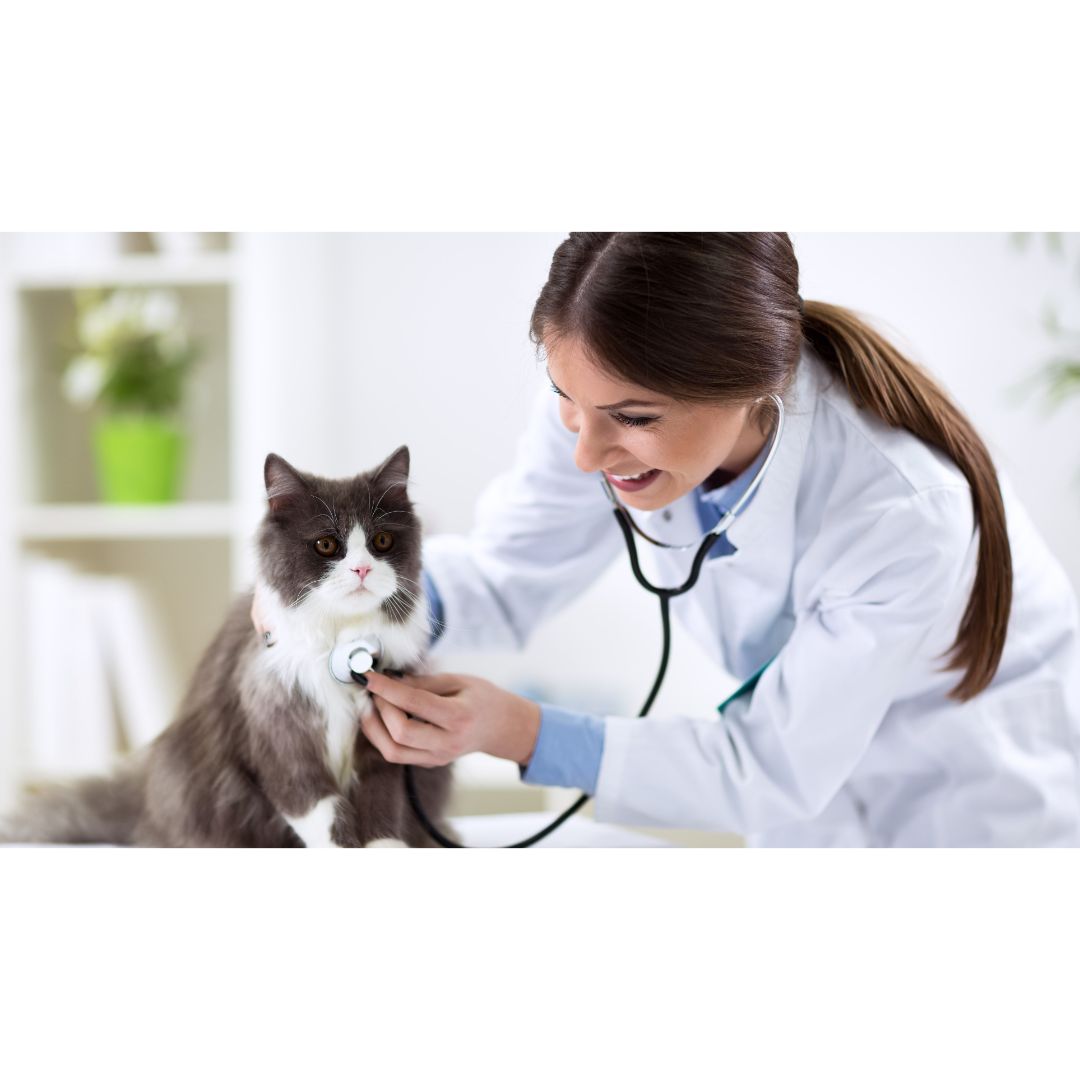 Prepare Your Pet For A Great Vet Visit - Prelesnik Animal Hospital